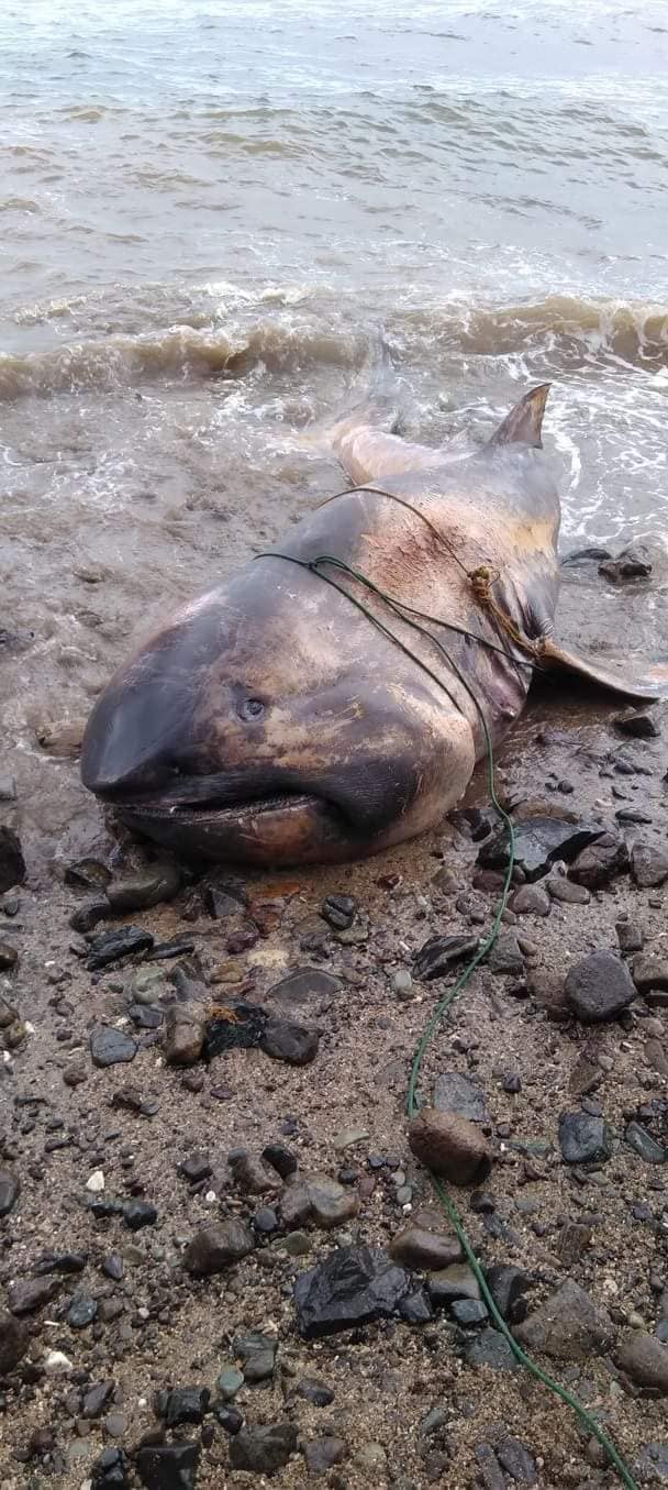 Shark Found Dead In Urbiztondo, Claver, Surigao Del Norte - Radio ...