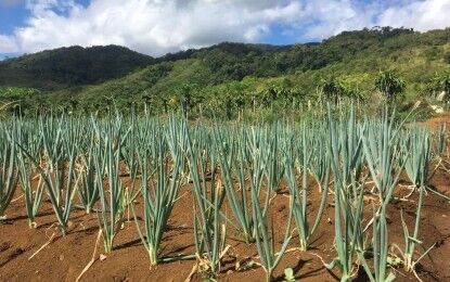 Batac: DA helps boost onion industry in Ilocos Norte - Radio ...