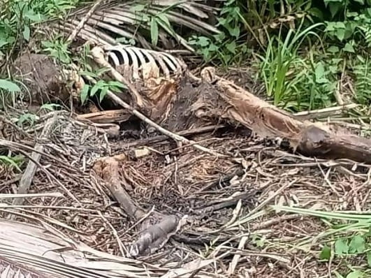 Usa ka kalansay sa babae nakaplagan sa Davao de Oro - Radio Philippines ...